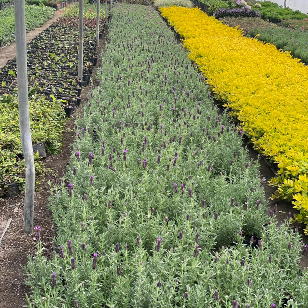 Vivero – Jardín Express